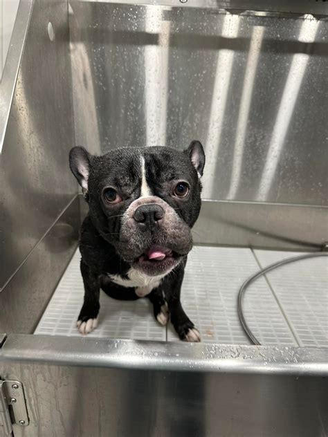 The Many Faces Of Kane 🤣 Splish Splash Pawfection Spa