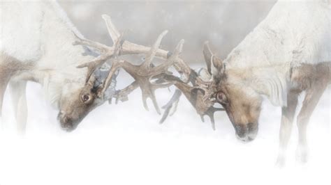 Сүхбаатарын талбайд Нээлттэй Хөвсгөл арга хэмжээ эхэллээ