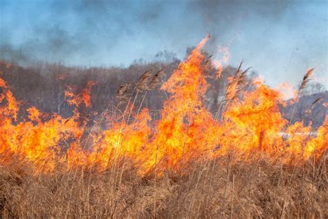 Spread Quickly Fire At Zoe Walker Blog