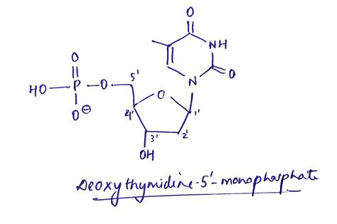 [solved] Complete The Drawing Of The Structure Of Deoxythymidine