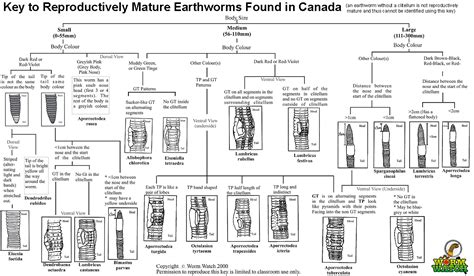 Identifying Earthworms Wormwatch