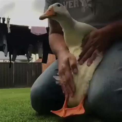 Duck On Tumblr
