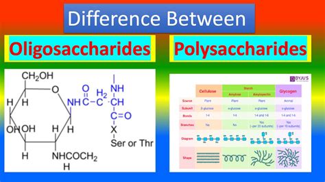 Difference Between Oligosaccharides And Polysaccharides YouTube
