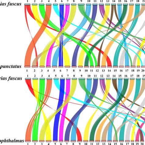 Pdf A Chromosome Level Genome Assembly Of Hong Kong Catfish Clarias