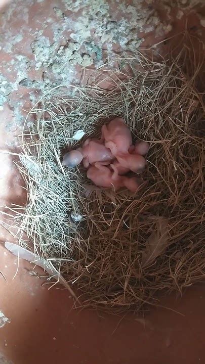 Java Shortsvideo Youtube