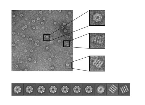 3 Particle Picking And 2d Averaging Eigenimages Download Scientific