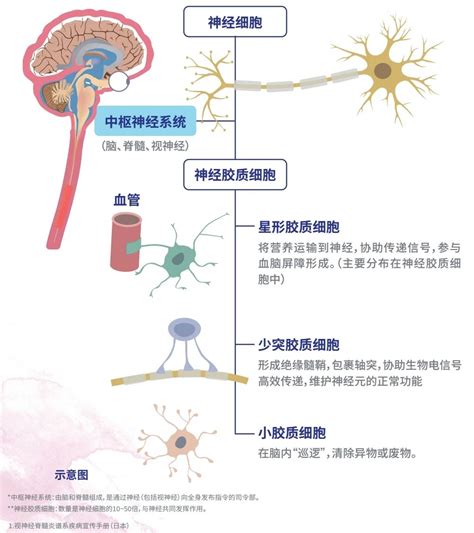 试界医学 视神经脊髓炎谱系疾病（nmosd）知识手册（上篇）