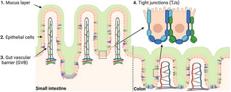 Gut Mechanical Barrier Components 1 Mucus Layer Is The Outer