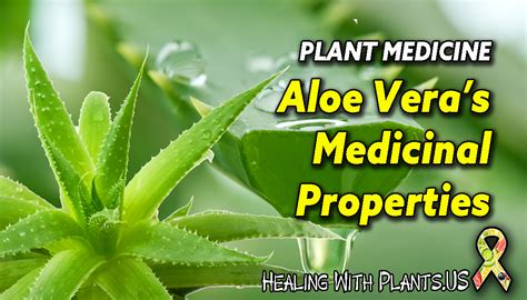 Aloe Vera Medicinal Uses For Stomach Problems At Mia Rooke Blog