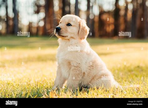 Cute Golden Retriever Puppies Playing