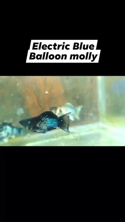 My Electric Blue Balloon Mollies Youtube