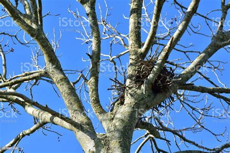 맑고 푸른 하늘을 배경으로 나무에 높이 앉아 아름답게 지어진 새 둥지 0명에 대한 스톡 사진 및 기타 이미지 0명 가금류 겨울 Istock