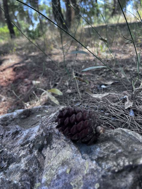 Othman Tawalbeh On Linkedin Worldwide Sustainabledevelopment Forests Protectedareas