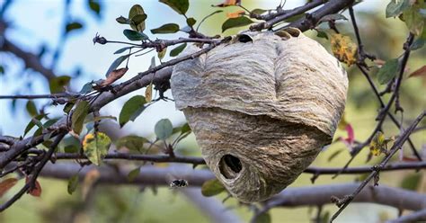 Important Information About Wasp Nests In Garden Trees