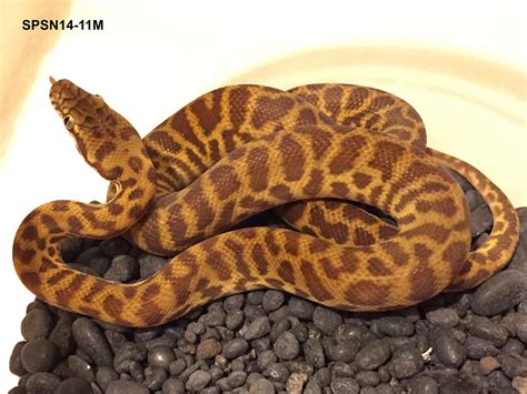 Available Stimsons Pythons At Aar