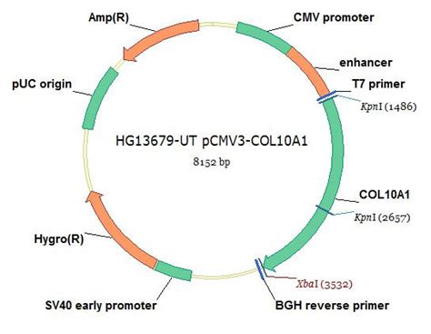 Human Collagen X Cdna Clones Hg13679 Sino Biological