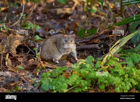 Brown Rat Rattus Norvegicus Eating Seed Put Out For Birds Reddish Vale Country Park Greater