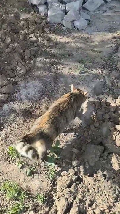 кошка мулька Cat " mulka" #shorts #cat - YouTube