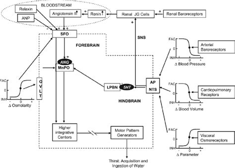 Diagram Depicting Neural And Hormonal Inputs Into The Brain And The Download Scientific Diagram