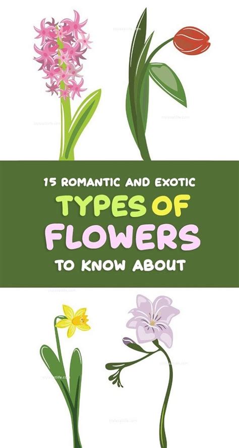 Diffe Types Of Flowers Names And Images Infoupdate Org
