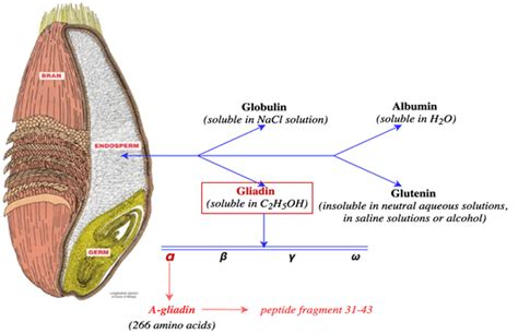 Certain Aspects Of Nutritional Security Of People With Gluten Related