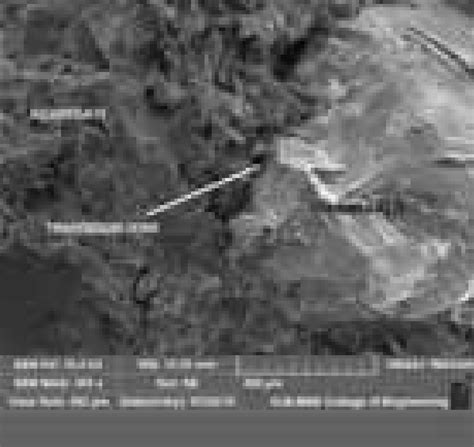 The Transition Zone Between Cement Paste And Normal Aggregate Download Scientific Diagram