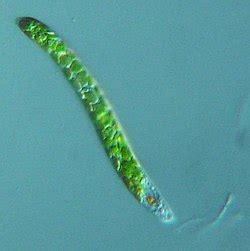 Mixotroph Wikipedia