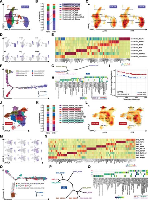 Single Cell Transcriptomics Reveals Crucial Cell Subsets And Functional