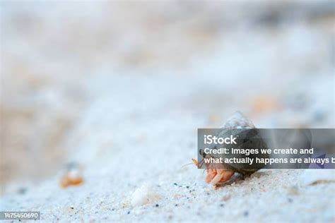 귀여운 밝은 색상의 모래 해변 배경에 작은 소라게 공간을 복사합니다 0명에 대한 스톡 사진 및 기타 이미지 0명 걷기 게 Istock