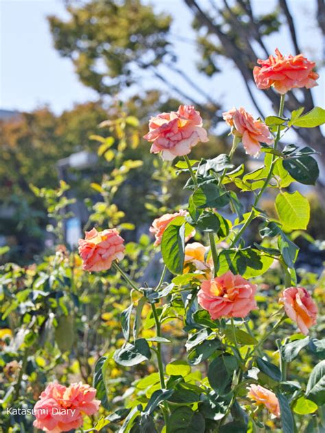 【花だより】2024年10月15日現在 秋バラの開花状況 富士市中央公園 富士山を望む絶景バラ園 アクセスと駐車場 静岡県富士市 カタスミ日記