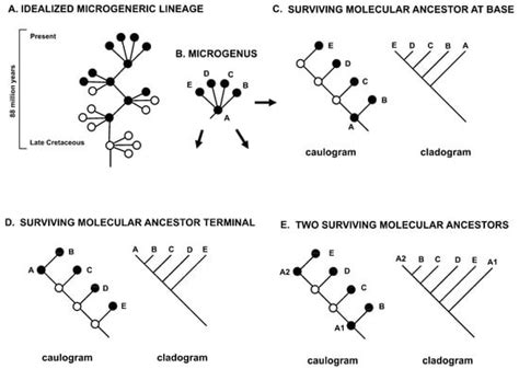 Minimally Monophyletic Genera Present Within Meso And Macrogenera