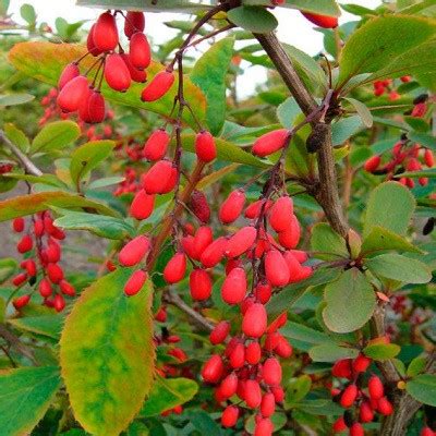Барбарис обыкновенный Berberis Vulgaris каталог магазина купить в