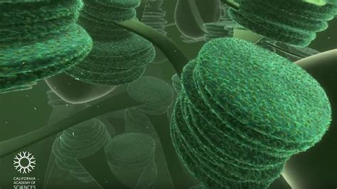 Travel Deep Inside A Leaf Pbs Learningmedia