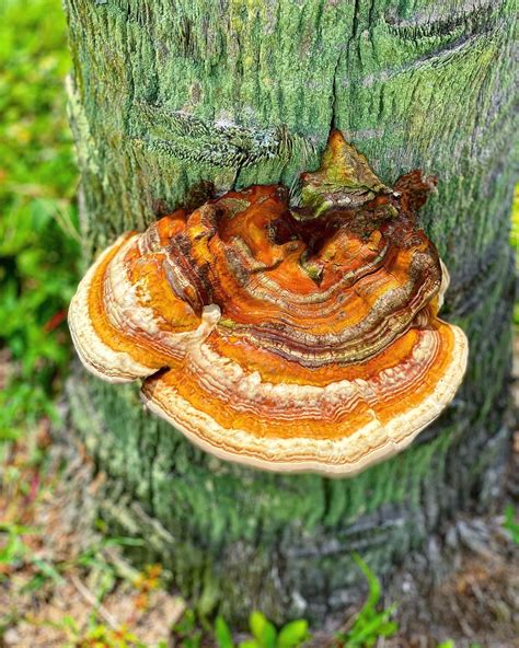Ganoderma Zonatum Saw This Beauty On Dead Palm Tree On The Side Of The Road And Had To Pull