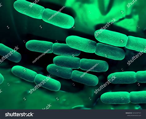 3d 유산균 불가리쿠스 박테리아에 대한 삽화 스톡 일러스트 1616187721 Shutterstock
