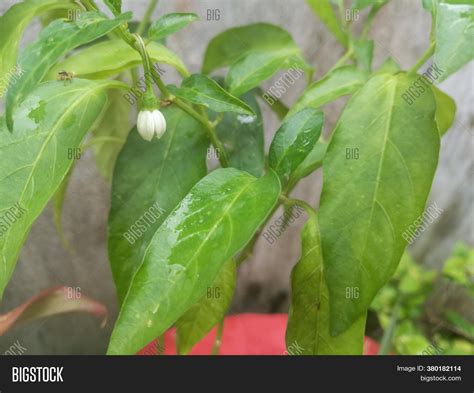Green Chilli Plant Leaf