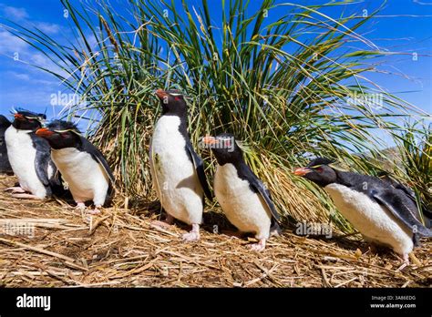 Adult Rockhopper Penguins Eudyptes Chrysocome Chrysocome At Breeding