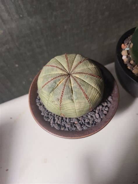 布紋球變黃 農業知識入口網