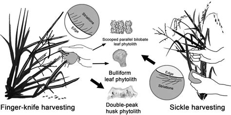 Schematic Representation Of The Use Wear Traces And Phytoliths From Download Scientific Diagram