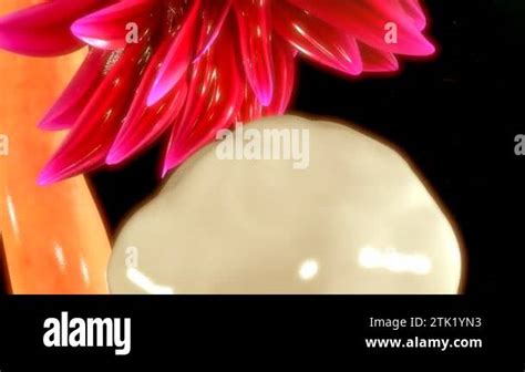 Egg Cell Anatomy Stock Videos And Footage Hd And 4k Video Clips Alamy