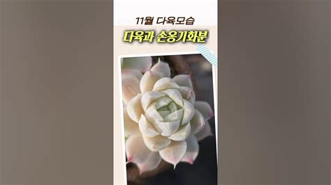 다육 겨울모습 손옹기화분다육이 Youtube