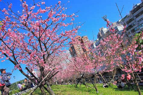 台北東湖樂活公園寒櫻綻放 都市裡就能賞櫻 輕旅行