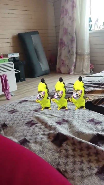 котята котята танцуют в костюме банана Youtube