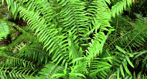 Ferns Photograph By Maria Freidlund Fine Art America