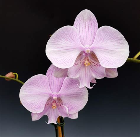 Phal Yupin Firework Orchidweb