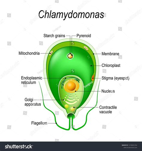 Cross Section Of A Chlamydomonas Structure Of The Algae Cell Vector Diagram For Educational