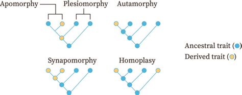 Cladistics Bartleby