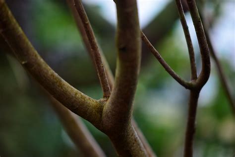 ミツマタ 幹 Paper Bush trunk 和名三椏三枝三又 みつまた 英名Paper Bush Flickr