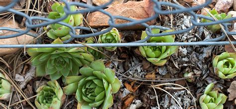 Безплатна снимка растение цвете продукция почва ботаника градина флора 2016366 цъфтящи