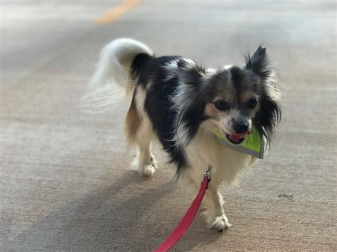 How To Keep Your Pup Safe When Youre Out And About A Paper Arrow